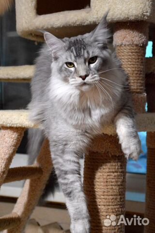 Мейн-кун котик из питомника