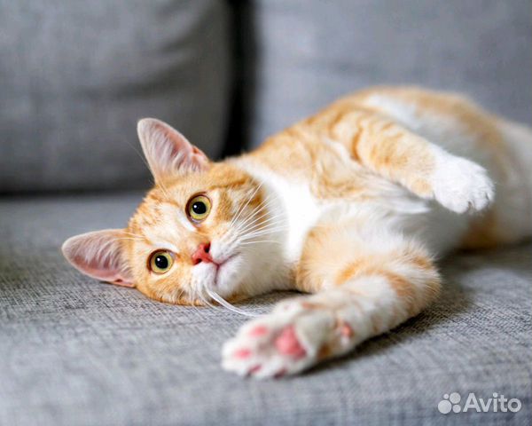 Рыжий котик в добрые руки