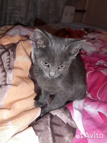 Котика в дар, строго - добрым и заботливым людям