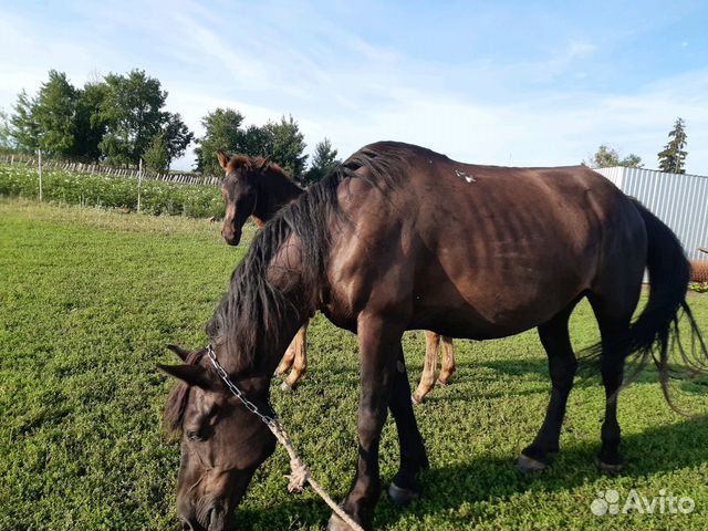 Продаю лошадь с жеребенком