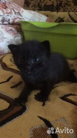 Потеряшка в добрые руки