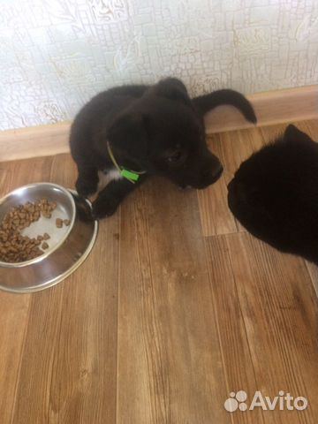 Маленький щеночек