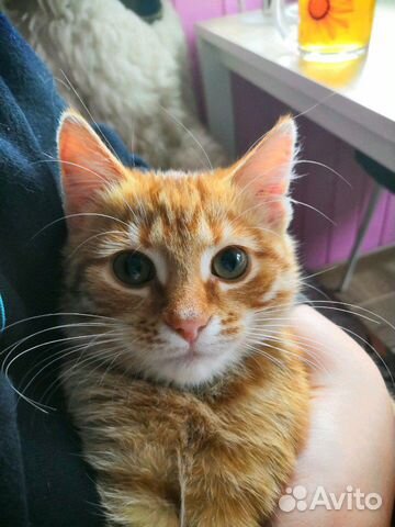 Рыжый котенок в добрые руки