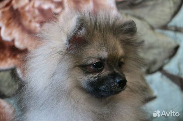 Шпицы подростки