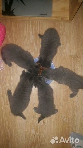 Плюшевые котята