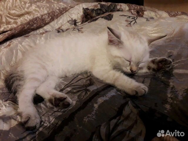 Тайский котенок