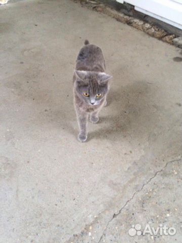 Кошка британка