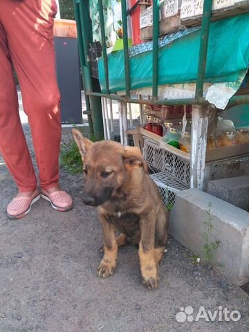 Щенок метис овчарки