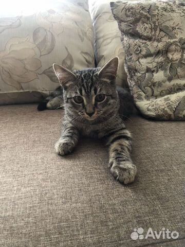 Пушистый комок счастья