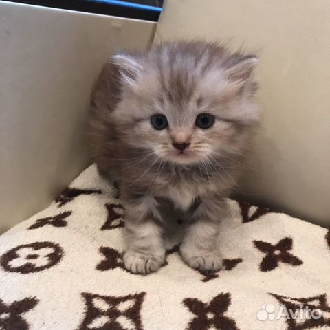 Продаю котят