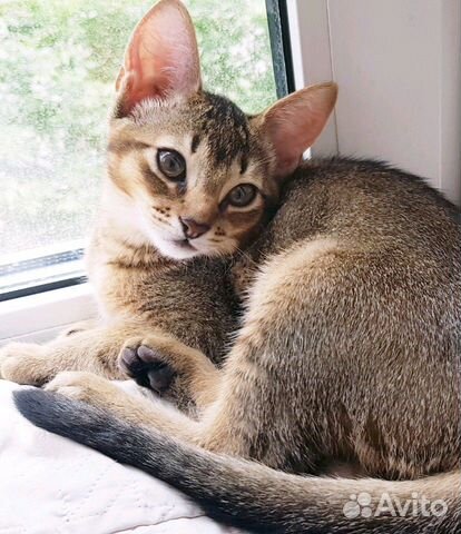 Котенок Чаузи правнук камышового кота