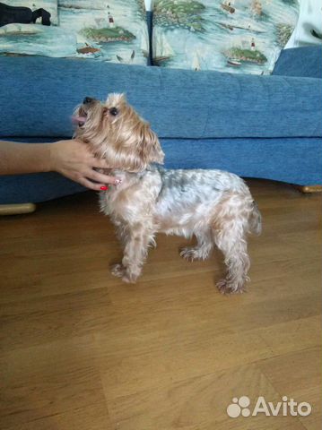 Найдена Йорк