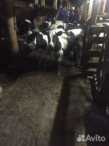 Бычки телята 1-4х месячные