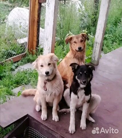 Щенки