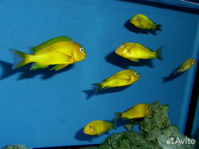 Трофеусы Кириза Голд