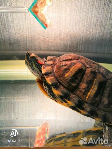 Черепаха красноухая