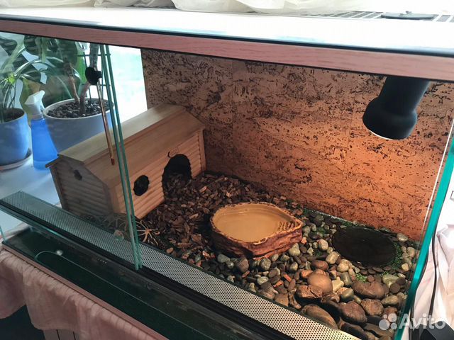 Звездчатая черепаха