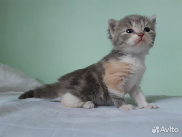 Котята