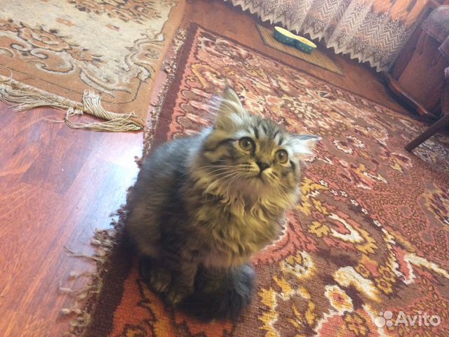 Отдам без платно котёнка (девочку 3 м.) в добрые р