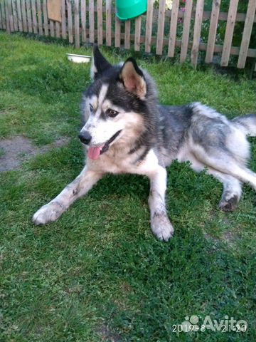 Найдена хаски ищем хозяев