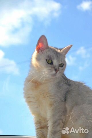 Кошка британская шиншилла 1,5 года