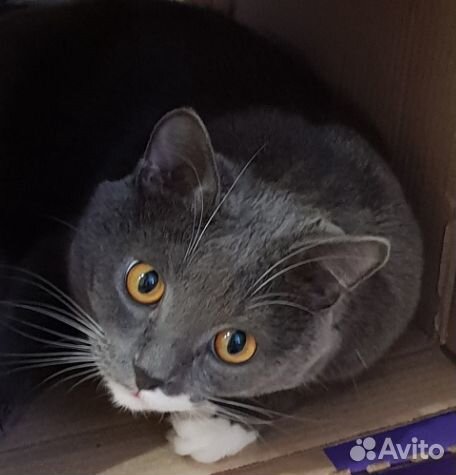 Отдам в добрые руки кота