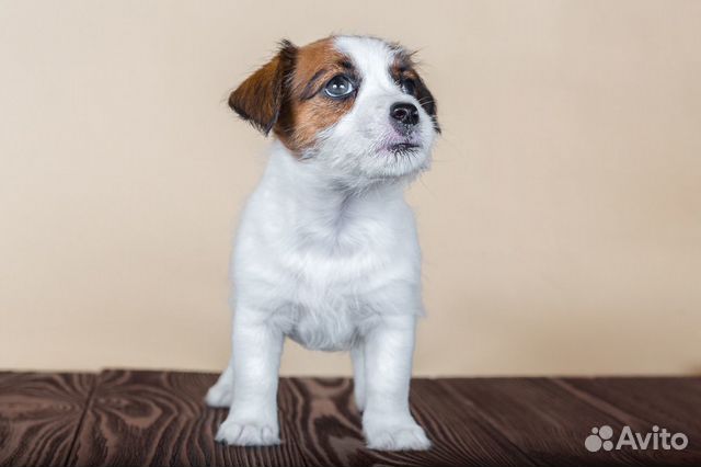 Продается щенок породы Джек Рассел терьер