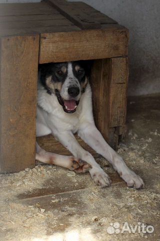 Огромный пёс для охраны