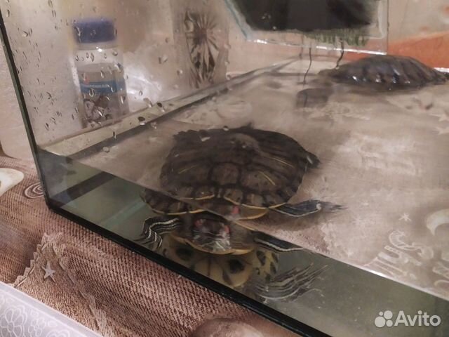 Черепахи красноухие 2шт