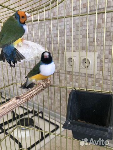 Амадин Гульда