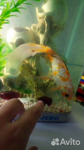 Японская золотая рыбка комета шубункин отдам за