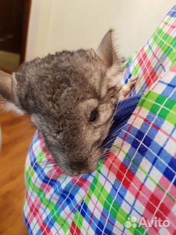 Продается чудесный малыш Шиншилла по прозвищу Пик