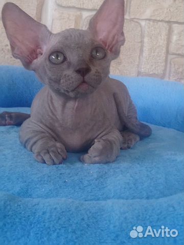 Голубые котики канадики