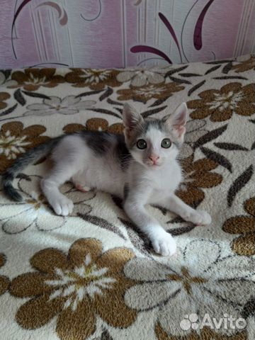 Очень милый и умный котичек в добрые руки