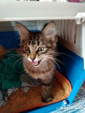 Котенок в дар