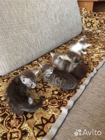 Отдаю котят в хорошие руки