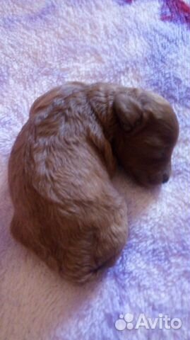 Красный пуделёк