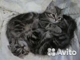 Солнечные котятки, шотландцы, 1 месяц. Низкая цена