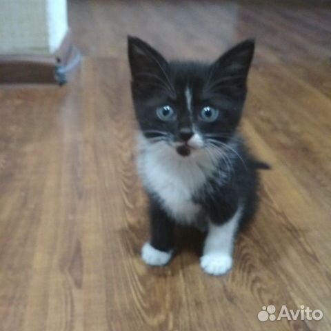 Котенок ищет добрый дом