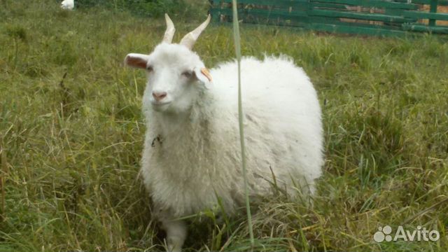 Ангорские козы обмен