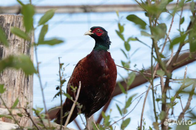 Фазаны, цесарки, дикий индюк