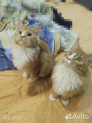 Котята Менй-Кун