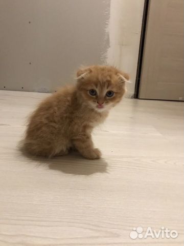 4 маленьких комочка ищут дом