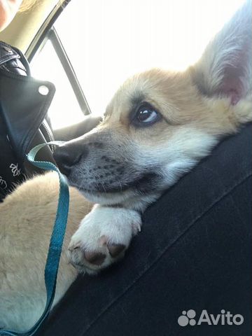 Велыш корги пемброк