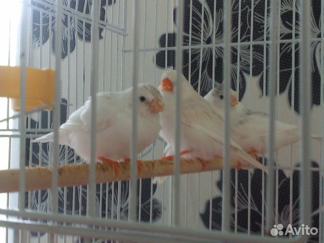 Амадины птенчики