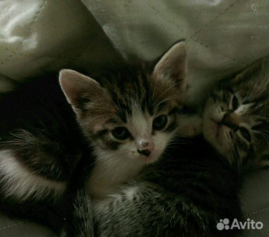 Котята