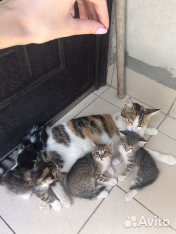 Котята бесплатно