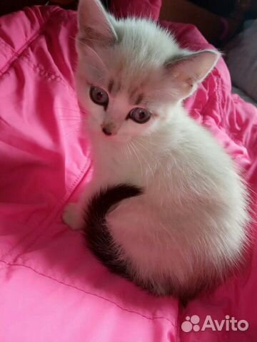 Которебенок ищет семью