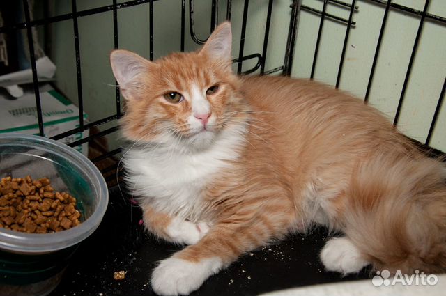 Ласковый рыжий котенок, 6-7 мес