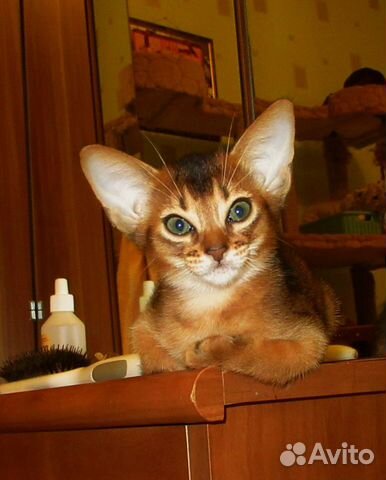 Абиссинские котята